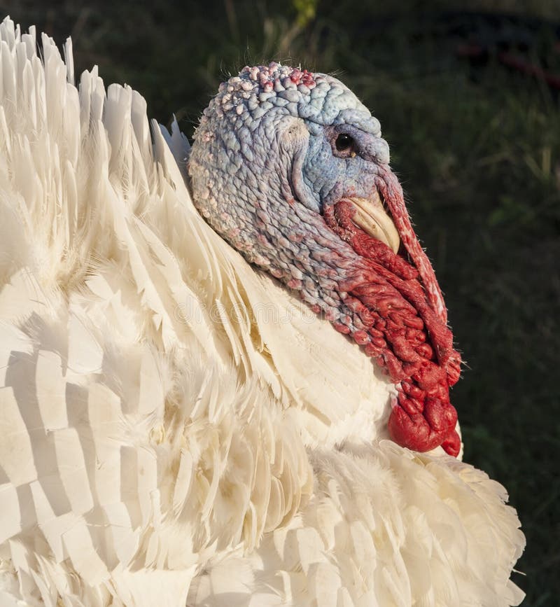 Portrait of a turkey stock image. Image of christmas - 156781171