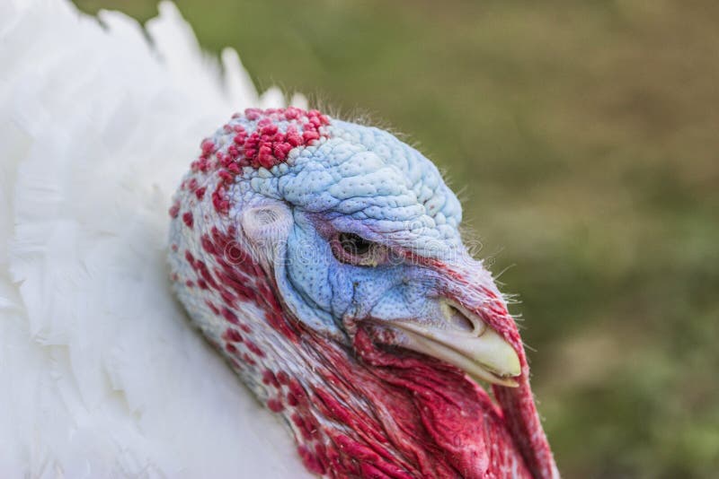 Portrait from Turkey hen stock image. Image of male, country - 92489935