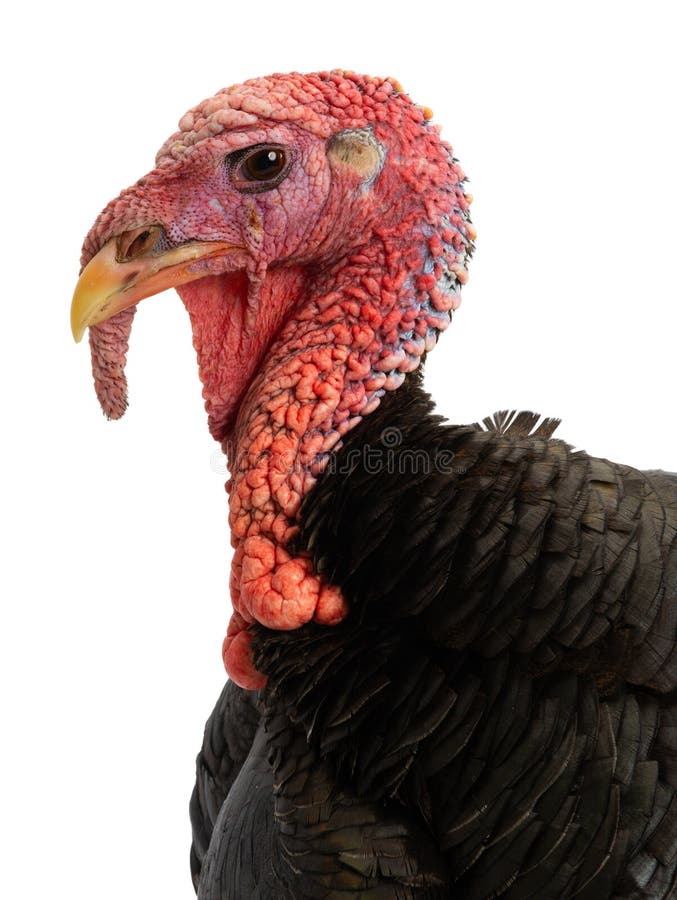 Portrait Turkey Isolated on White Stock Image - Image of feathers ...