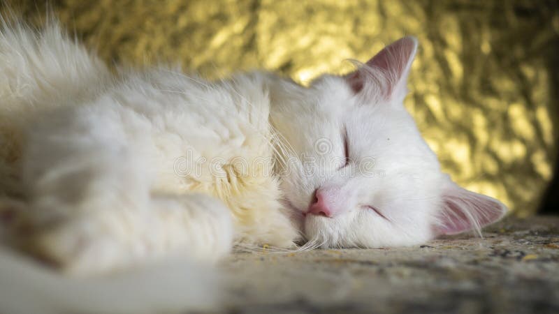 Portrait of a Turkish Angora that Lies on a Golden Background. Low ...
