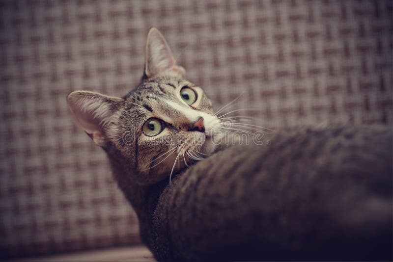 Portrait of the Turned-back Striped Cat Stock Image - Image of tail ...