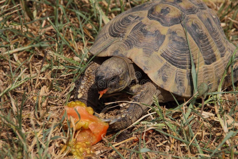 Portrait of a Turtle Eating Stock Photo - Image of protected, testudo ...