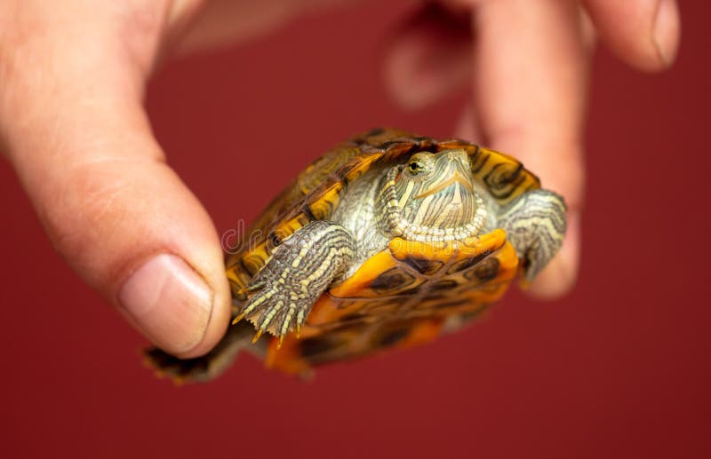 Portrait of a Turtle in Hand. Stock Image - Image of gentle ...
