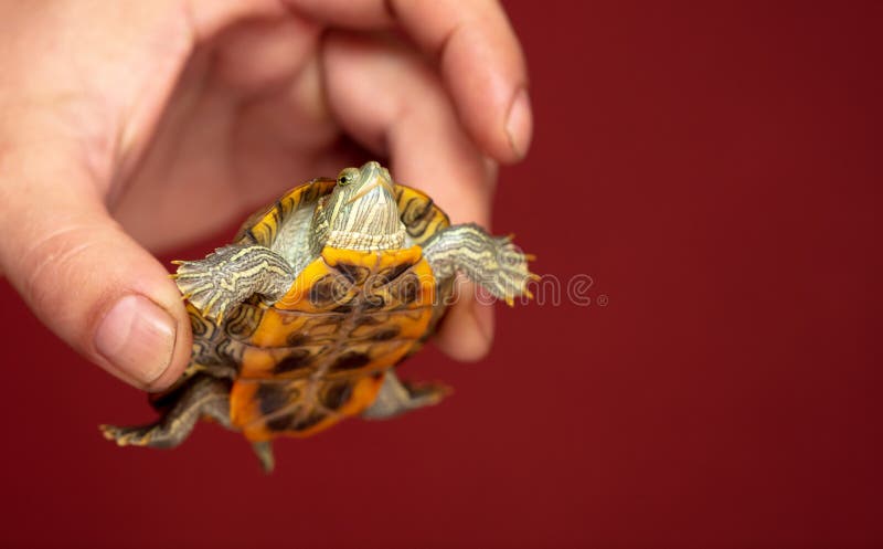 Portrait of a Turtle in Hand. Stock Image - Image of gentle ...