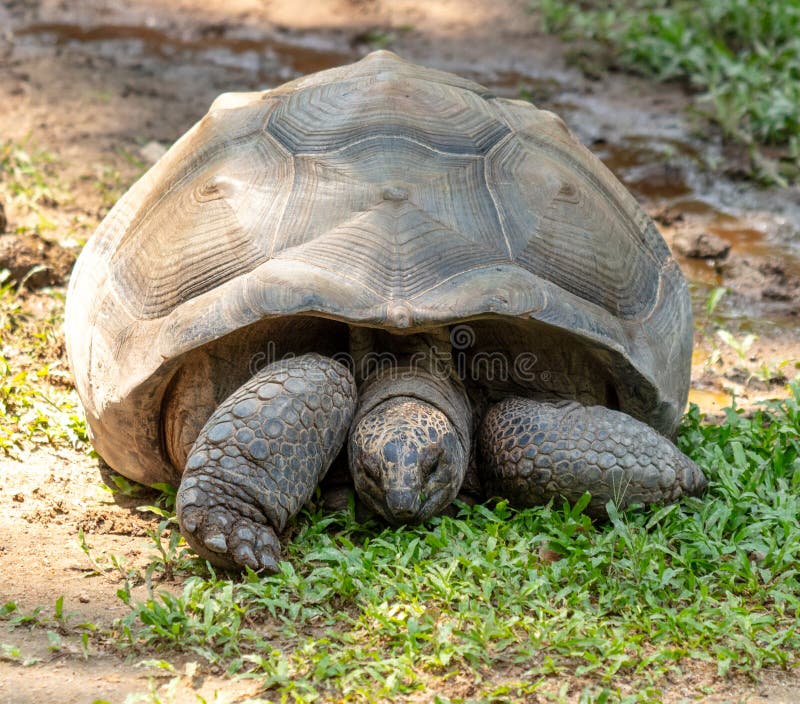 Portrait of a Turtle in the Park Stock Image - Image of portrait ...