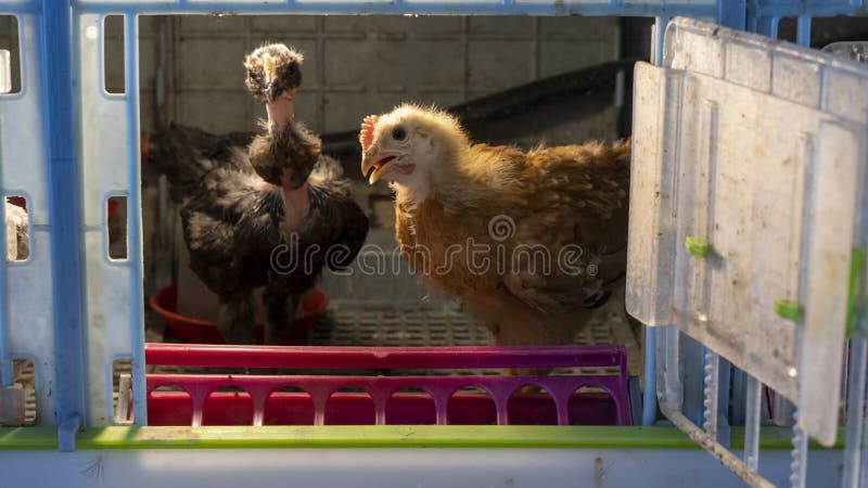 Portrait of Two Adorable Baby Poultry, a Chick and a Poult, in a ...