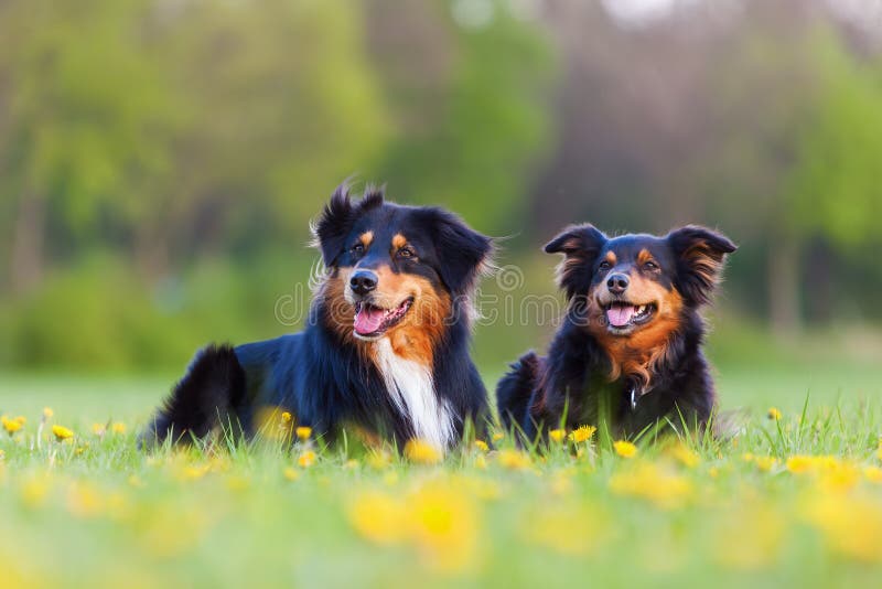 Portrait of Two Australian Shepherd Dogs Stock Photo - Image of grass ...