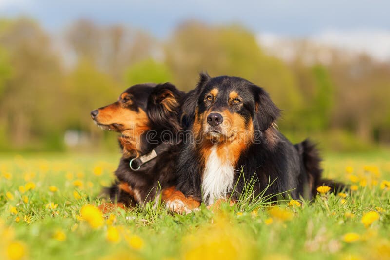 Portrait of Two Australian Shepherd Dogs Stock Photo - Image of animal ...