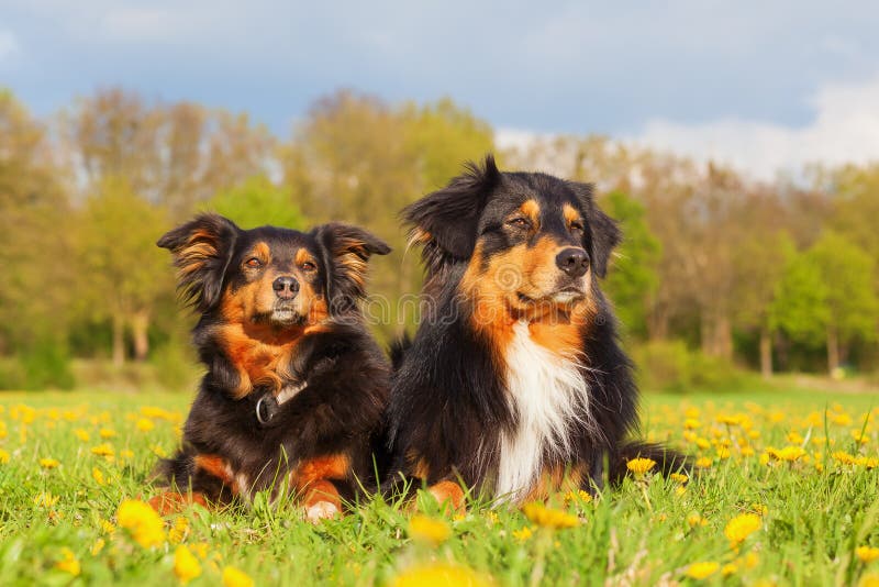 Portrait of Two Australian Shepherd Dogs Stock Photo - Image of ...