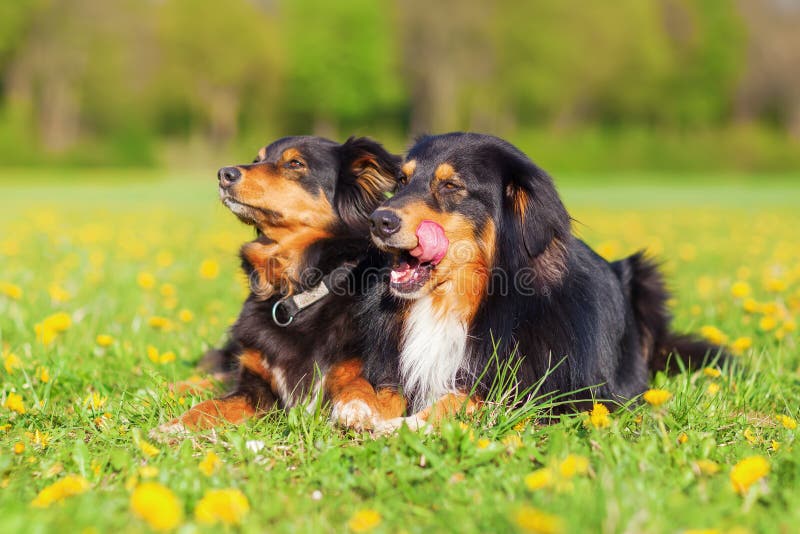 Portrait of Two Australian Shepherd Dogs Stock Image - Image of pets ...