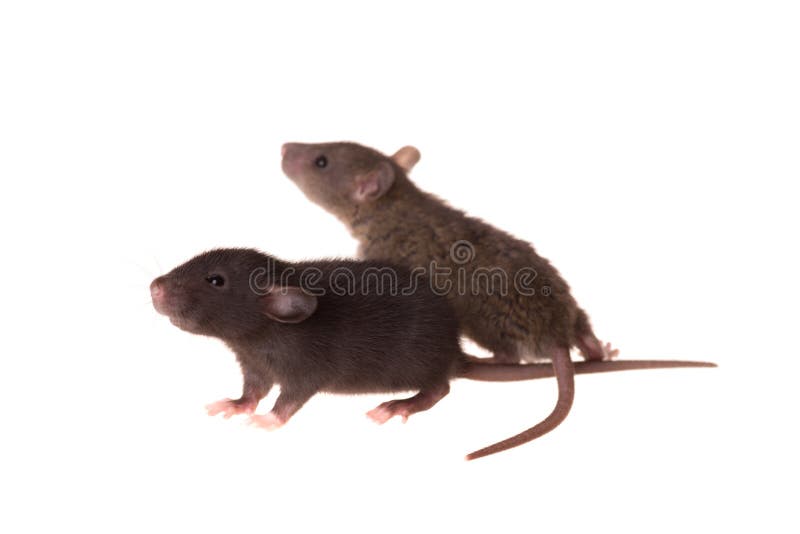 Portrait of two baby rats stock photo. Image of black - 219915702