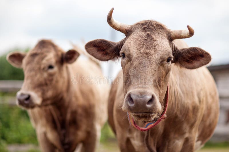 Portrait of Two Beautiful Cows Bulls Who are Looking at the Camera ...