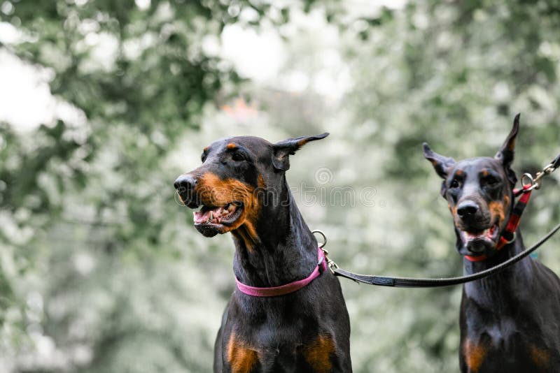 Two dobermans stock photo. Image of malicious, grass, muzzle - 9422014