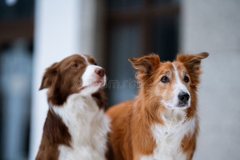 Portrait of Two Border Collies Stock Image - Image of canine, adorable ...