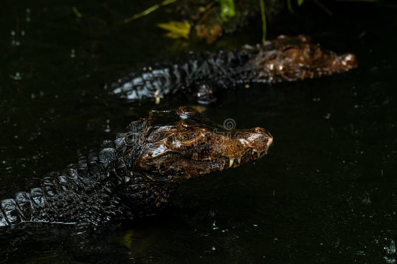 Portrait of the Two Caimans Over Dark Background on a Rainy Day Stock ...