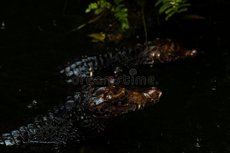 Portrait of the Two Caimans Over Dark Background on a Rainy Day from ...