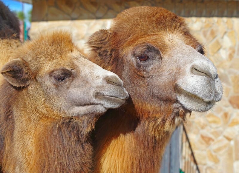 Portrait of the Beautiful Camels in Zoo Stock Photo - Image of ...