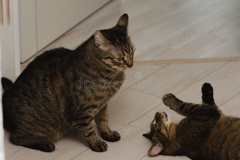 Portrait of Two Cats Playing with Each Other in the Apartment Stock ...