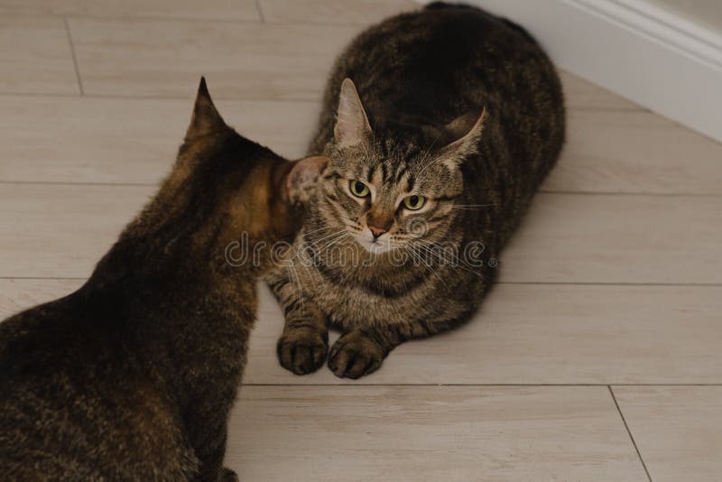 Portrait of Two Cats Playing with Each Other in the Apartment Stock ...
