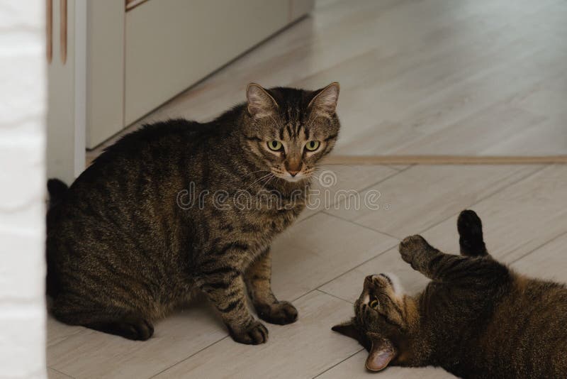 Portrait of Two Cats Playing with Each Other in the Apartment Stock ...