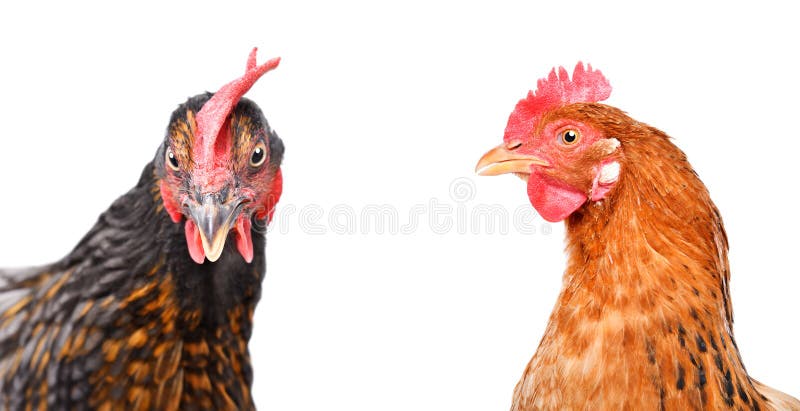 Two Chickens Isolated on White Background Stock Photo - Image of ...