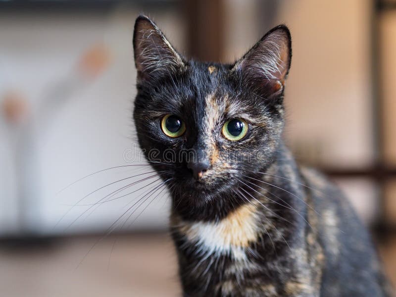 Portrait of Two Colored Cat Stock Photo - Image of light, face: 97509818