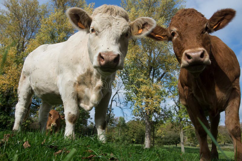 Two Cows Looking Camera in a Meadow Stock Image - Image of food, eyes ...