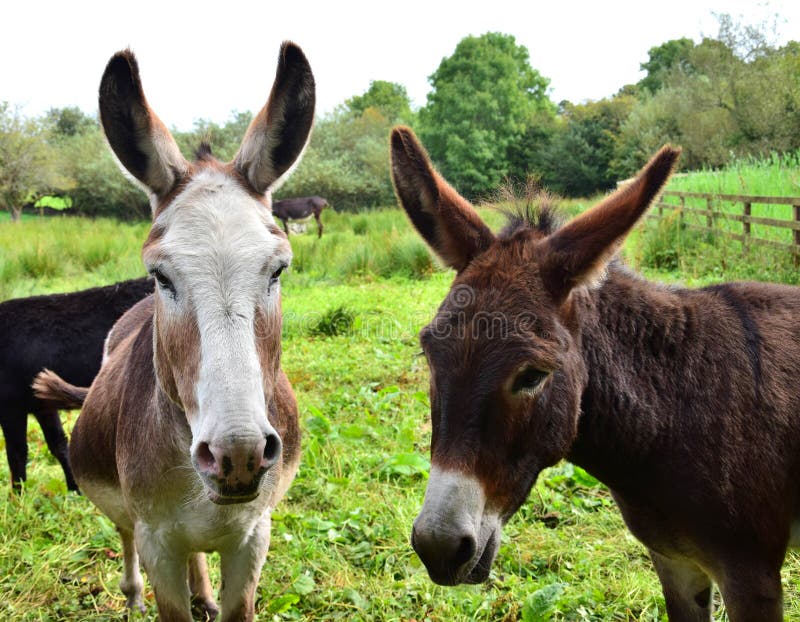 Portrait of Two Cute Donkeys in Ireland Stock Image - Image of angle ...