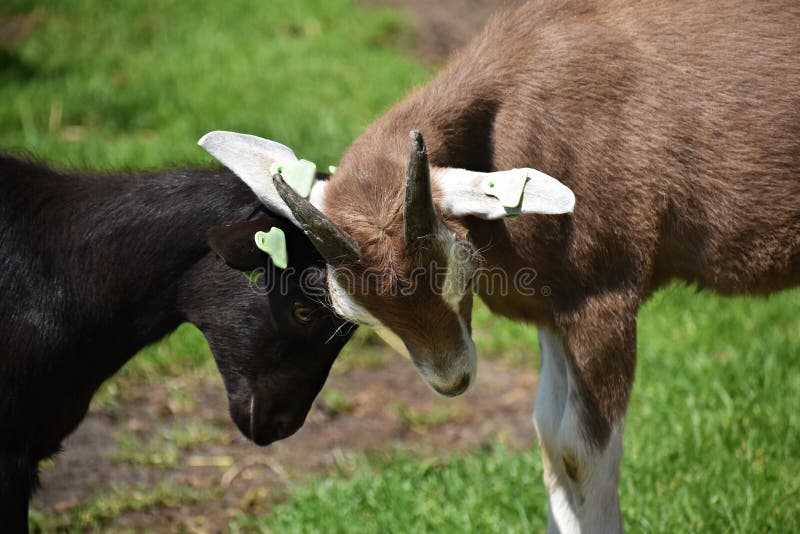 Two Young Goats Playing Head Fight. Stock Photo - Image of capra ...