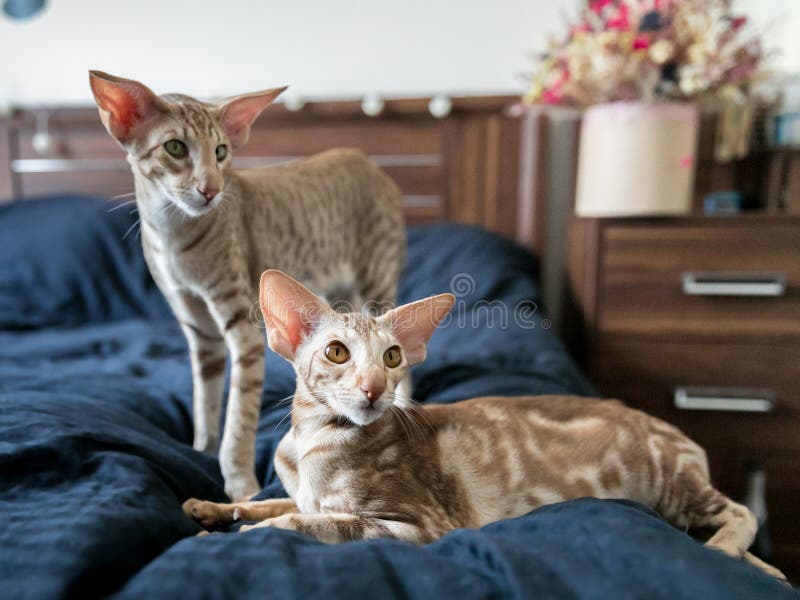 Portrait of Two Cute Oriental Breed Cats in Bedroom Stock Photo - Image ...