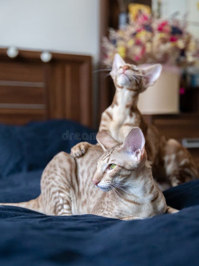 Portrait of Two Cute Oriental Breed Cats Lying Together on Bed Stock ...
