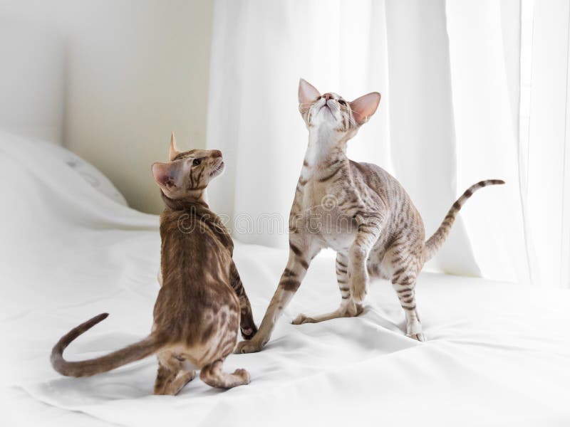 Portrait of Two Cute Oriental Breed Cats Playing on Bed Stock Image ...