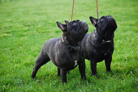 Portrait of two dogs stock photo. Image of cute, dogs - 14025936