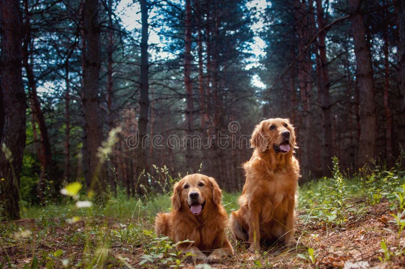 Portrait of a two dogs stock photo. Image of joyful, animal - 31557354