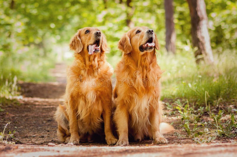 Portrait of a two dogs stock photo. Image of lover, gorgeous - 31557368