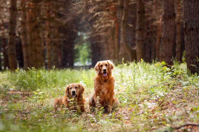 Portrait of a two dogs stock photo. Image of cute, casual - 31718124