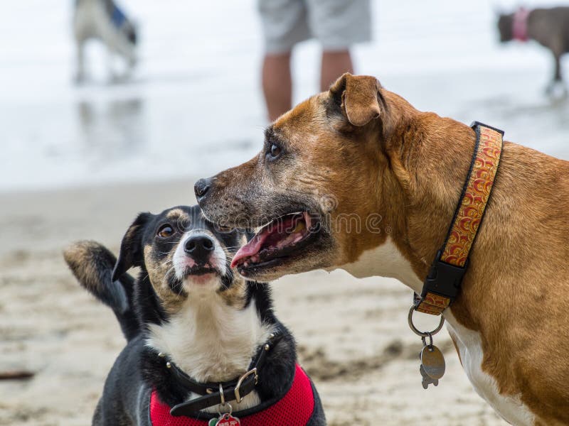 Portrait of two dogs stock image. Image of kissing, nature - 75110855