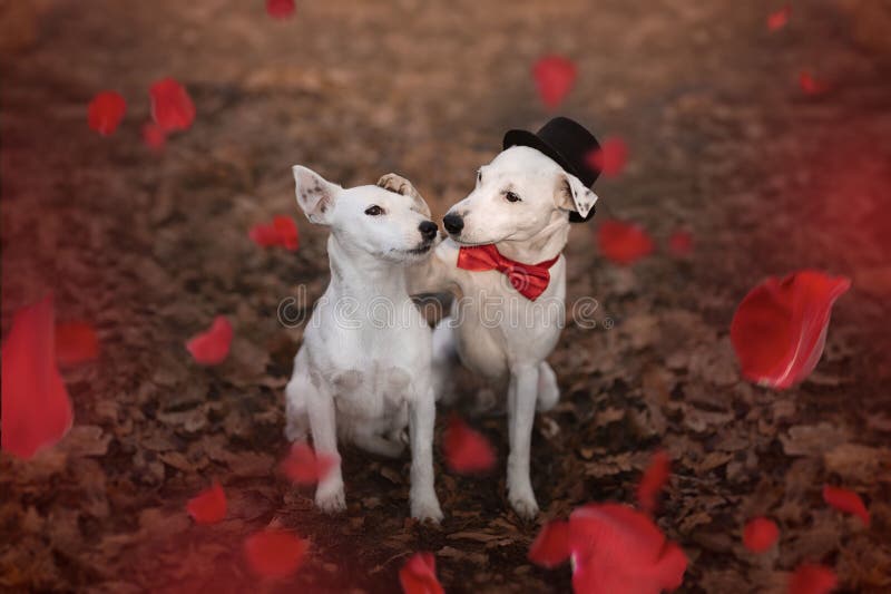 Portrait of Two Dogs on Valentine S Day. Valentine S Day Stock Image ...