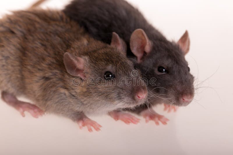 Two rats stock image. Image of plastic, interior, pets - 12436581