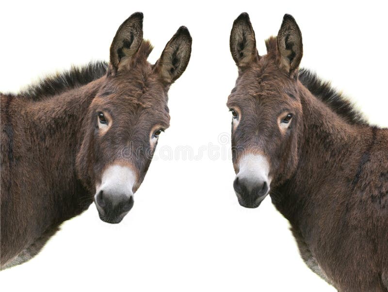 Two Donkey Portrait Isolated on White Stock Image - Image of mulish ...