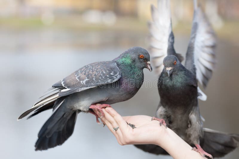 Portrait of two doves stock image. Image of pigeons, closeup - 65664759