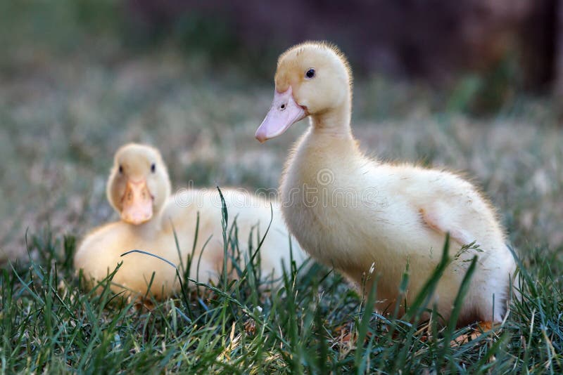 Portrait of two ducklings stock image. Image of fluffy - 122838627