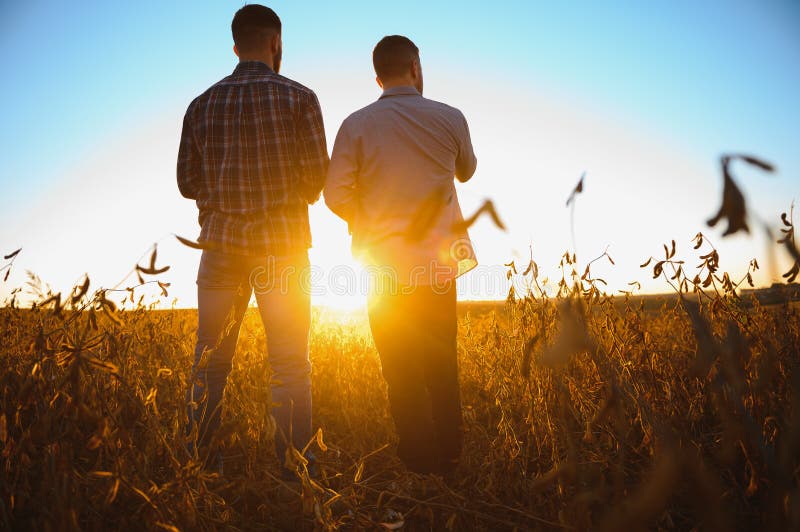 Portrait of Two Farmers in a Field Examining Soy Crop Stock Photo ...