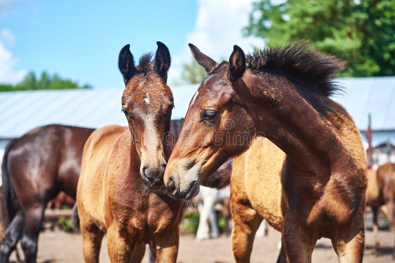 Portrait of Two Friendly Foals in a Herd in a Paddock Stock Image ...