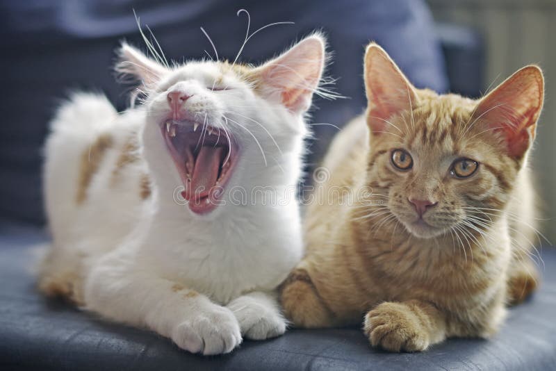 Portrait of Two Funny Cats Sitting on the Sofa. Stock Photo - Image of ...