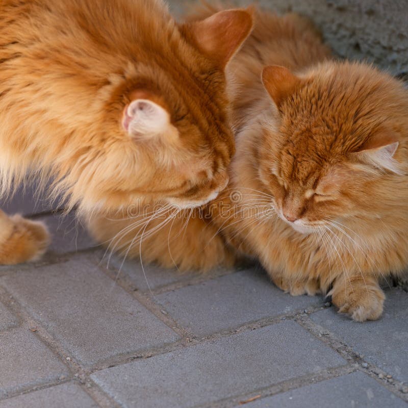 Portrait of Two Ginger Cats Meeting Outside Stock Image - Image of cute ...