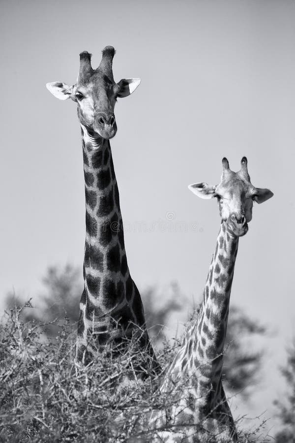 Portrait of Two Giraffe Looking Over Small Tree Artistic Conversion ...