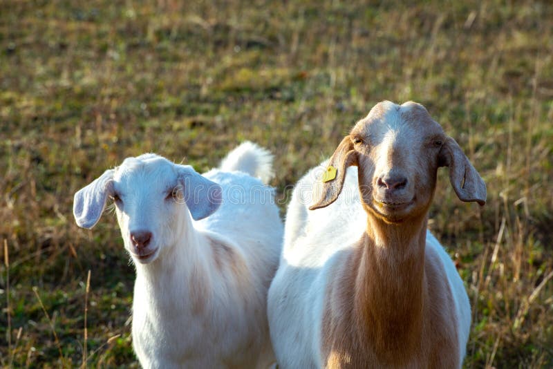 Portrait of Two Goats on Meadow Stock Photo - Image of domestic, white ...