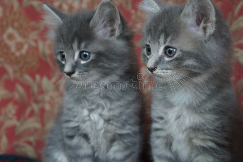 Portrait of Two Gray Kittens Stock Photo - Image of catus, carnivore ...