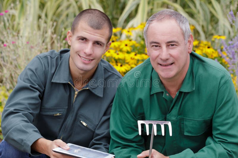 Portrait of Men Gardeners Picking Harvest of Celery To Crates Stock ...